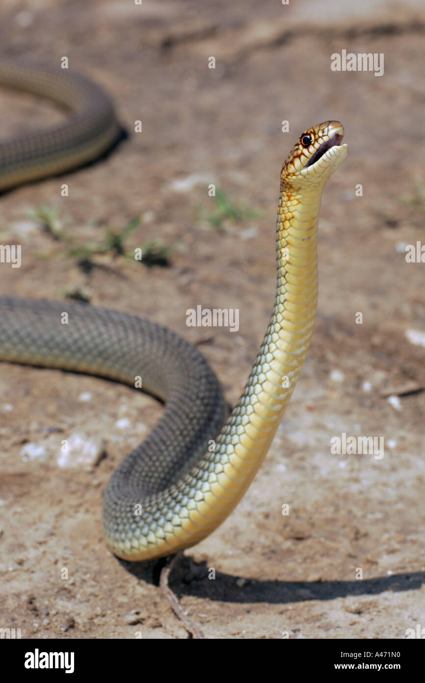 Large Whip Snake Stock Photo - Alamy
