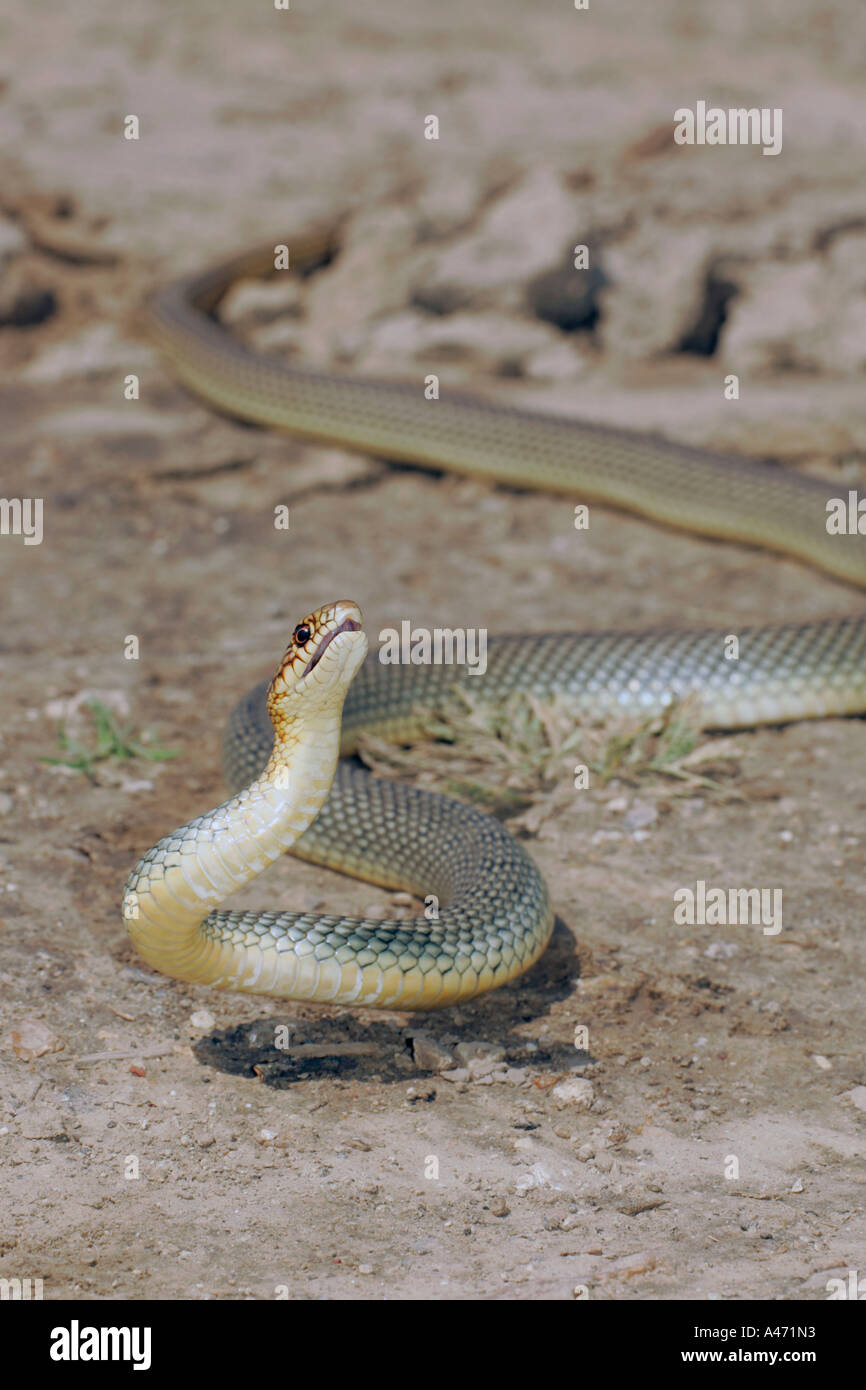 Large Whip Snake Stock Photo - Alamy