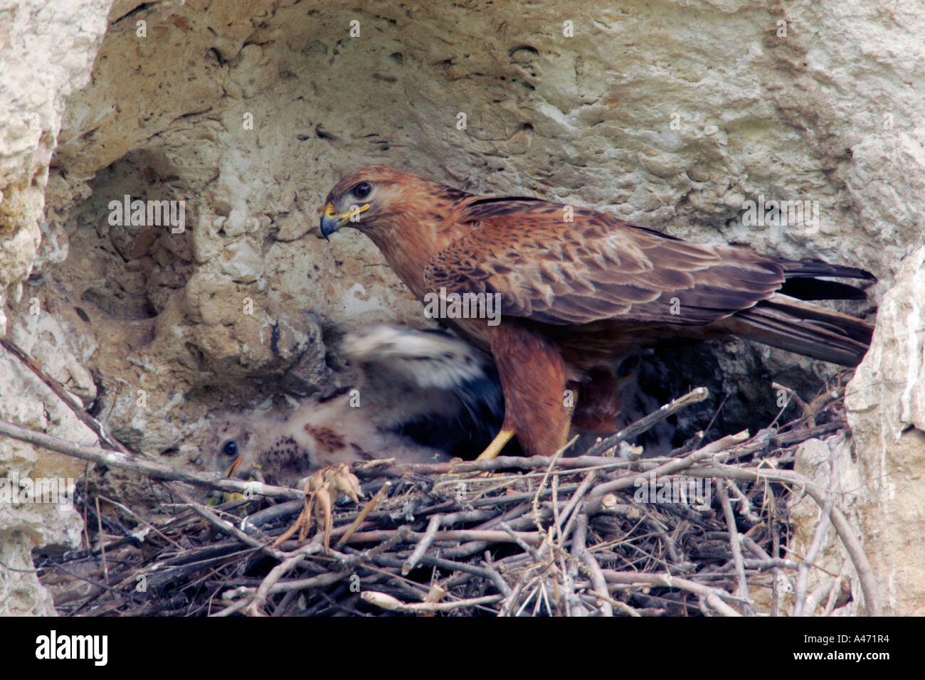 Buzzard group hi-res stock photography and images - Alamy