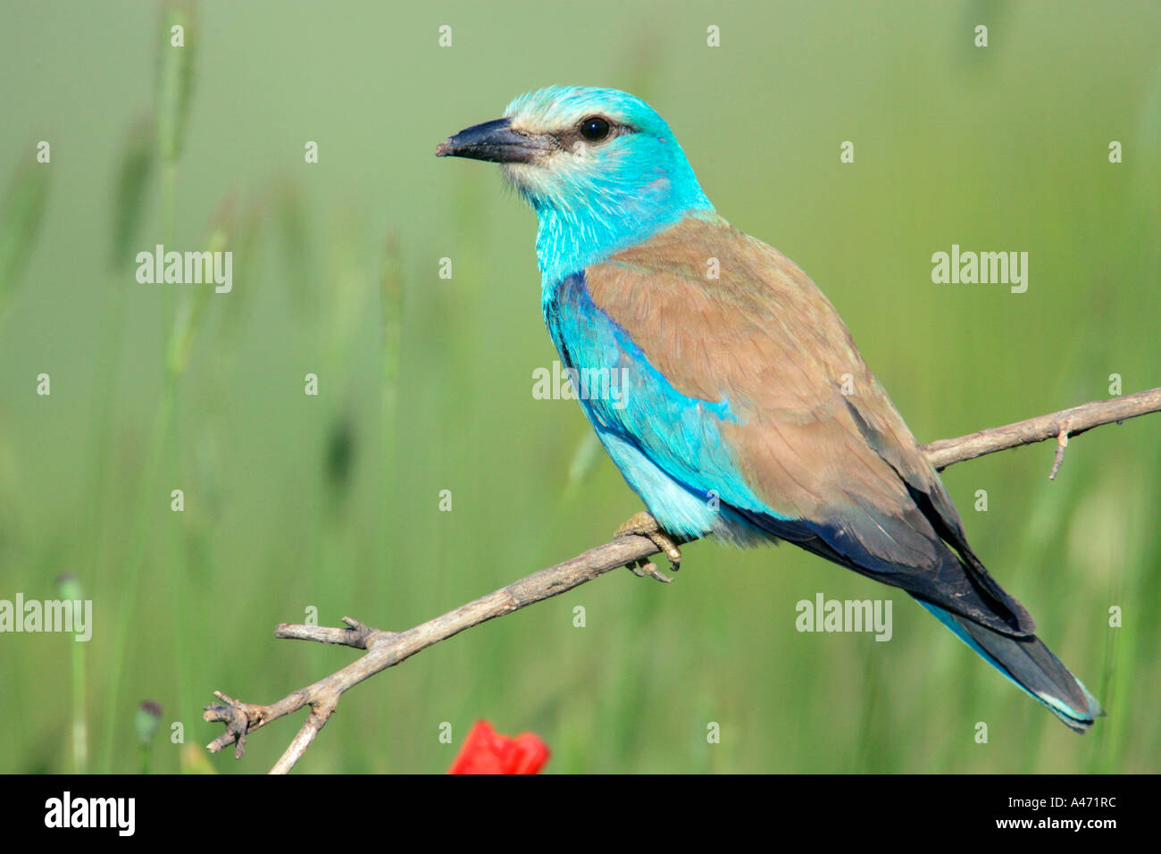 Birds bulgaria european roller hi-res stock photography and images - Alamy