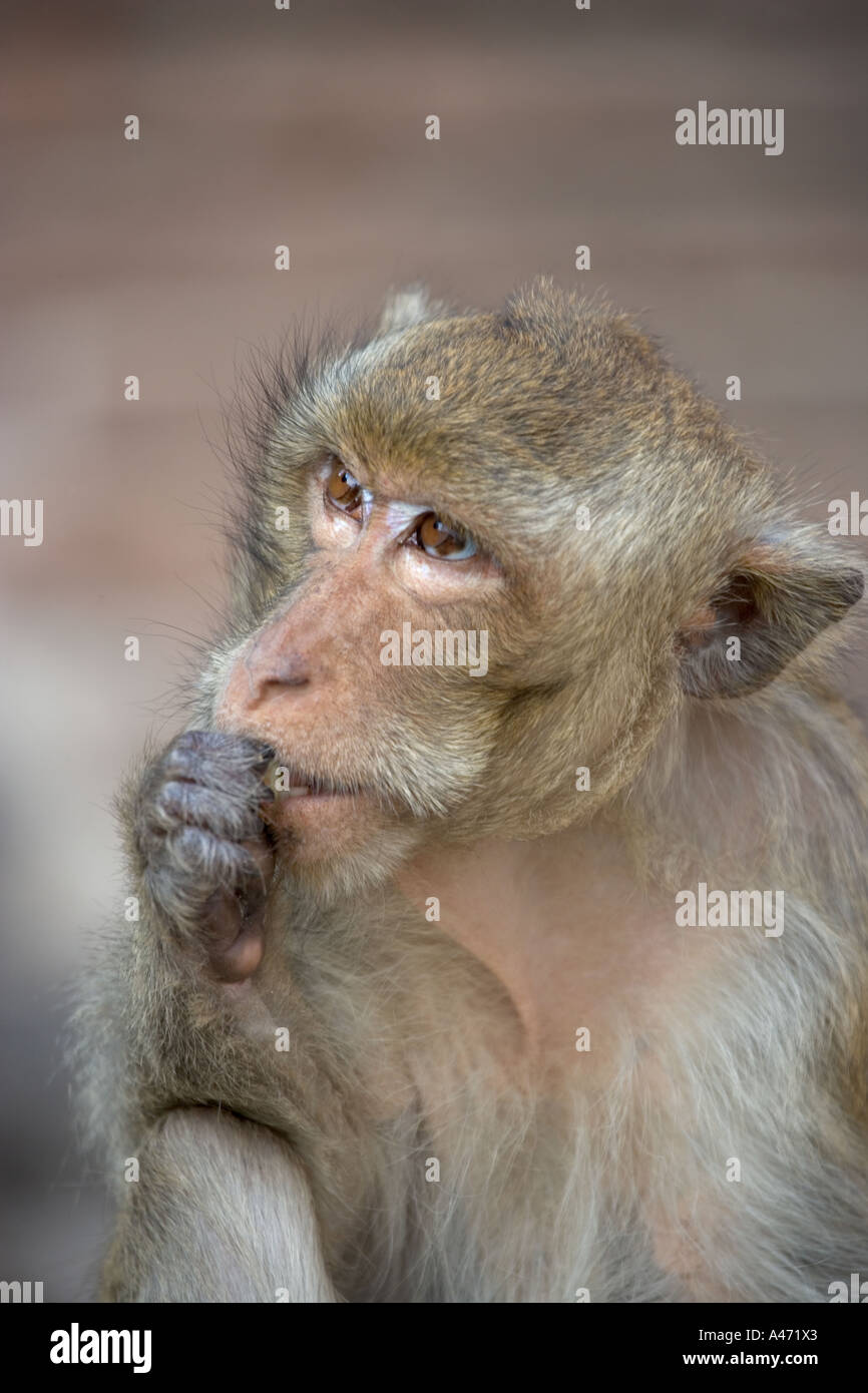 Monkey Phra Prang Sam Yod Lopburi Central Plains Thailand Stock Photo ...