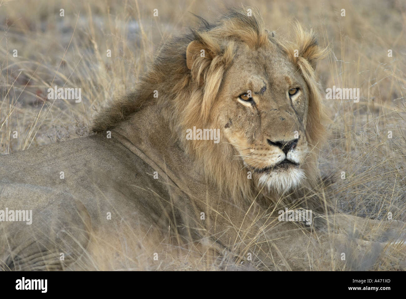 African Lion resting Stock Photo - Alamy