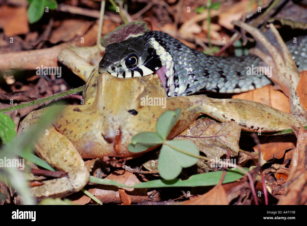 Snake eating other snake hi-res stock photography and images - Alamy