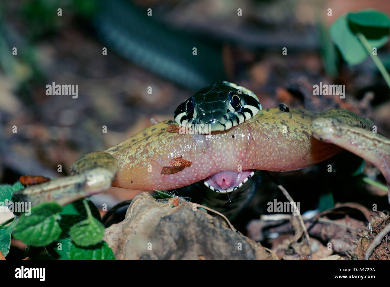 Snake eating other snake hi-res stock photography and images - Alamy