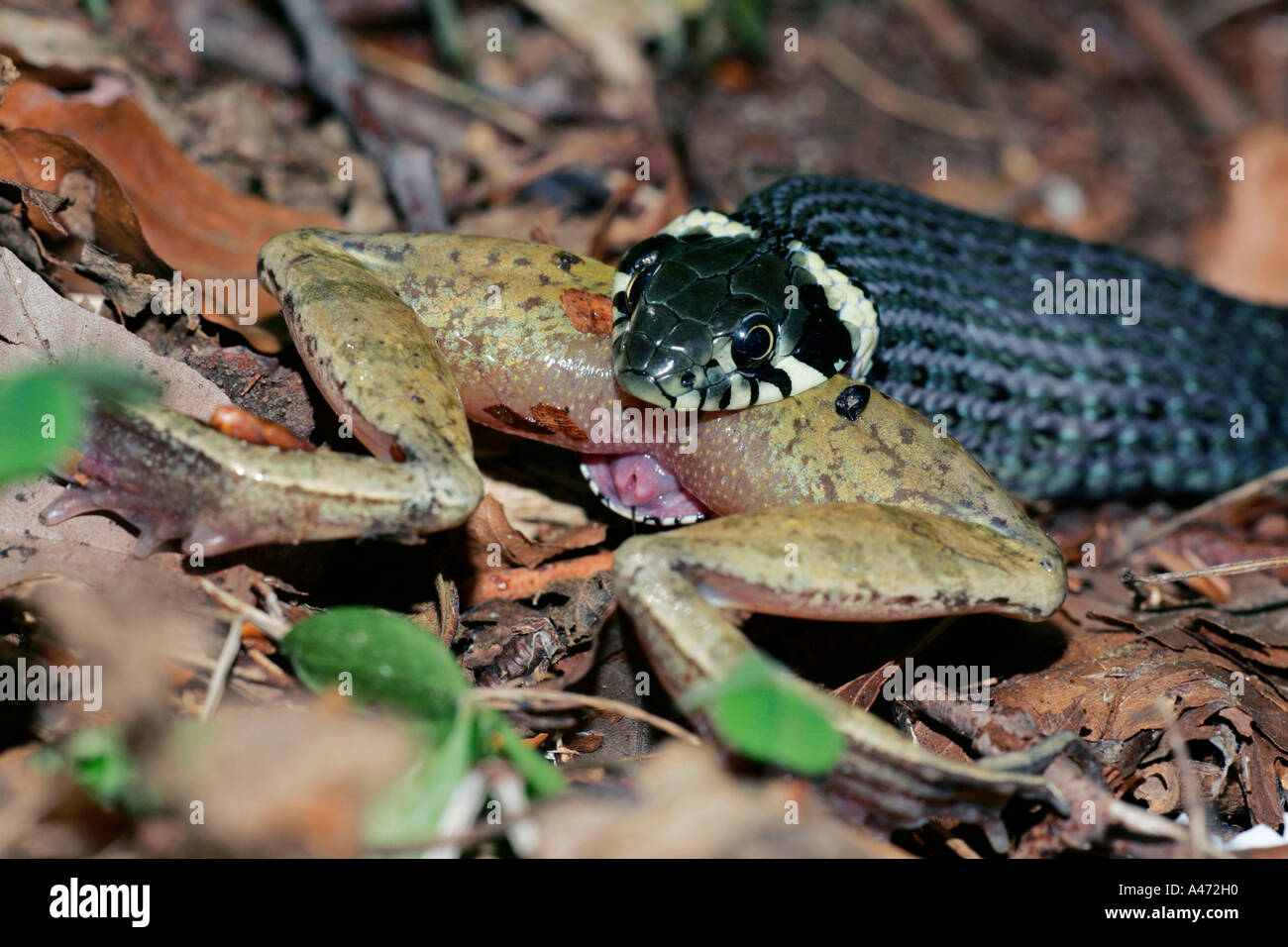 Snake eating other snake hi-res stock photography and images - Alamy