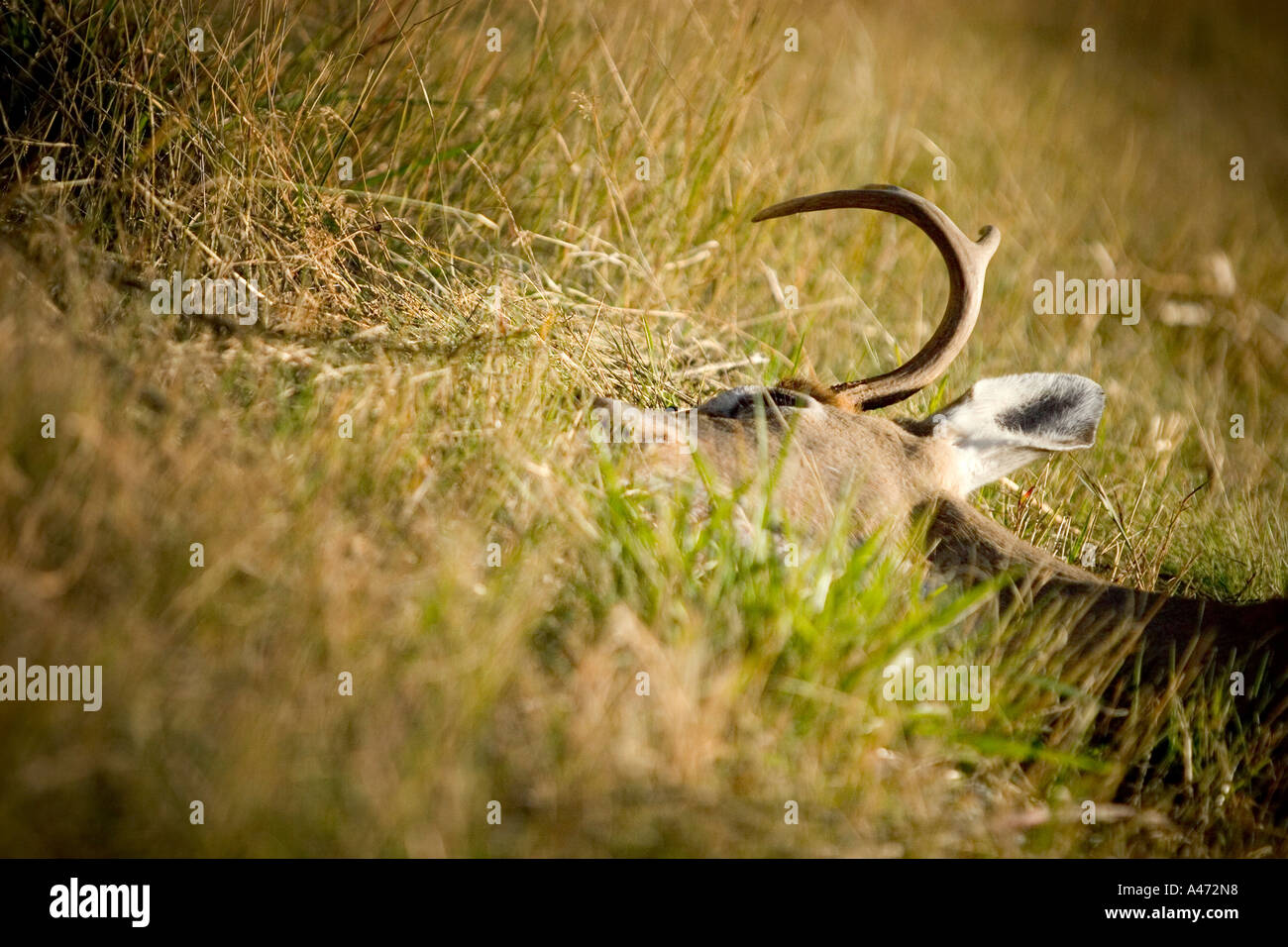 Dead animal lying in grass Stock Photo - Alamy