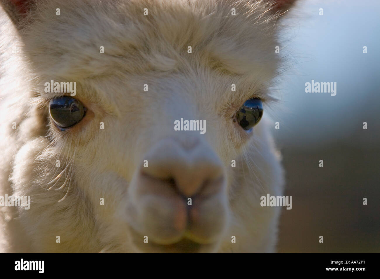 Portrait of a wooly Llama Stock Photo - Alamy