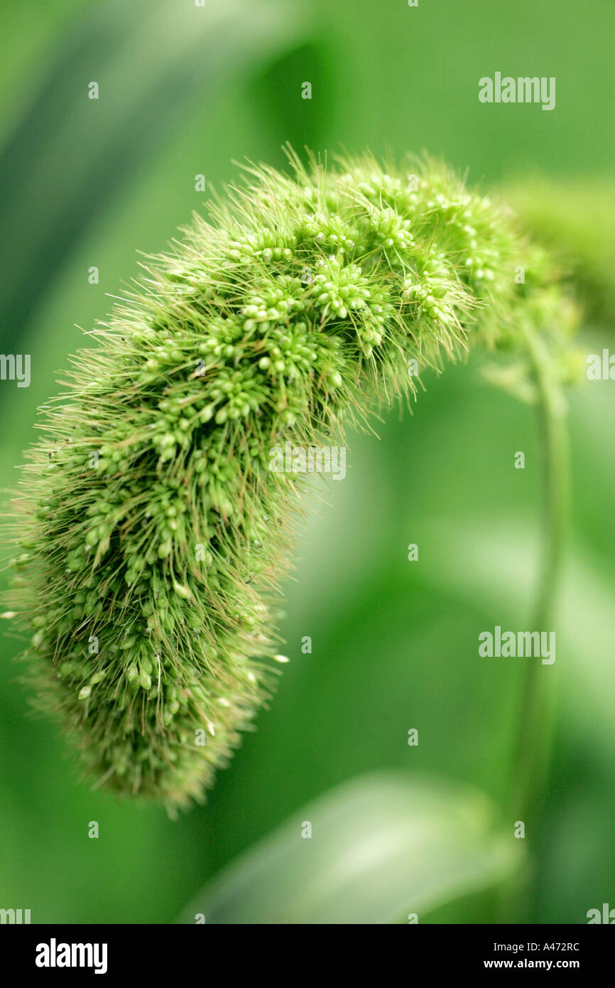 Italian Millet Foxtail Millet Stock Photo - Alamy