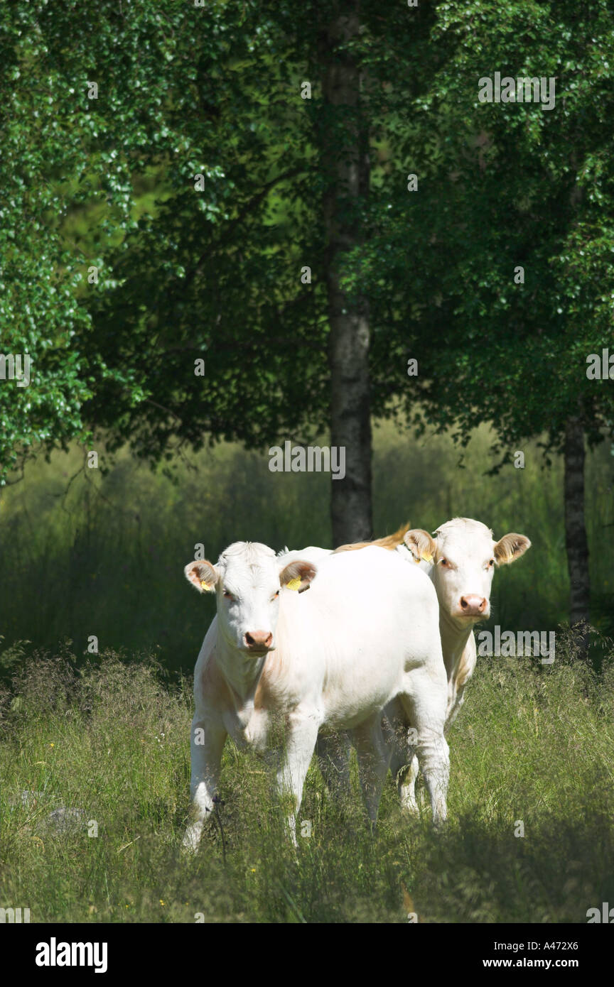 Swedish cows hi-res stock photography and images - Alamy
