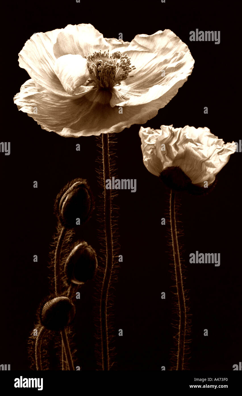 Poppies in Black and White Sepia toned Stock Photo - Alamy