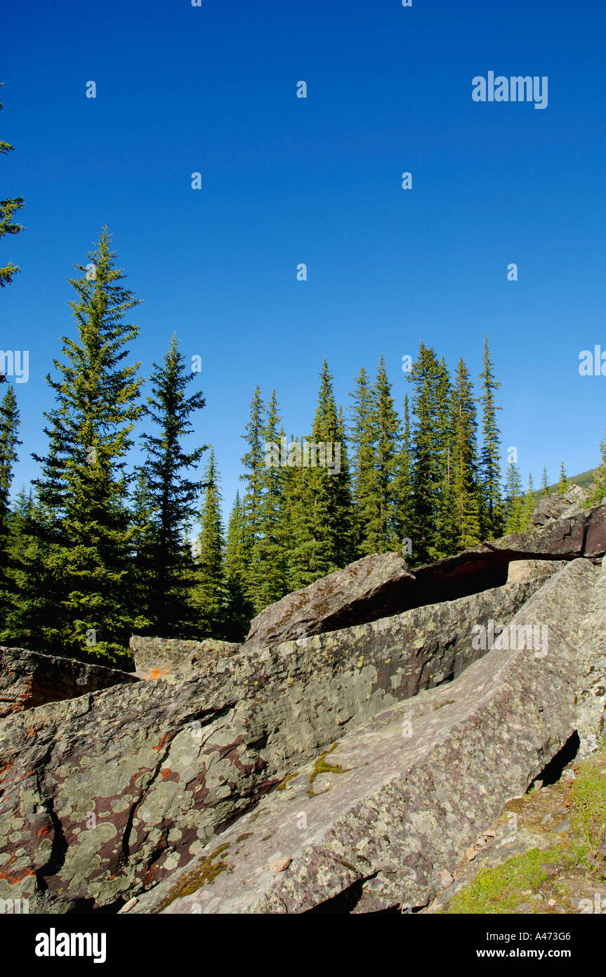 Trees growing on a rocky slope Stock Photo - Alamy
