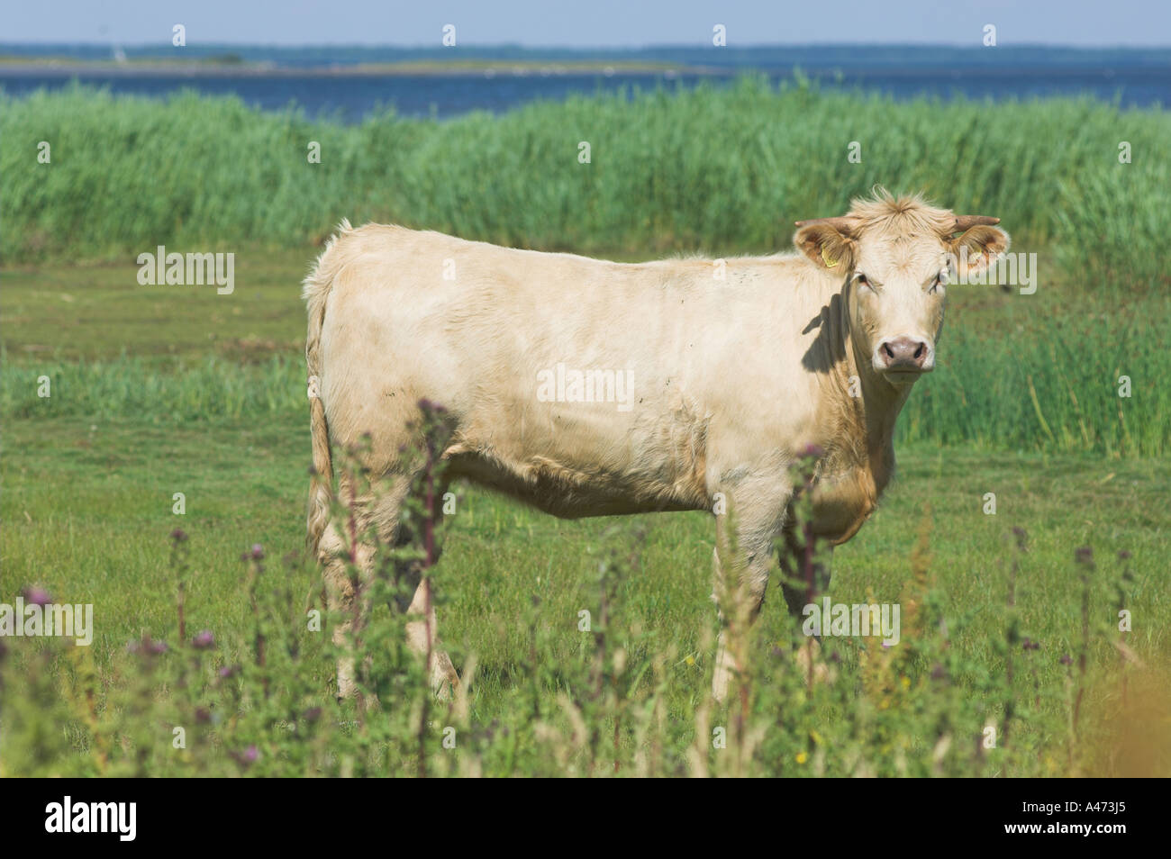 Swedish cow hi-res stock photography and images - Alamy