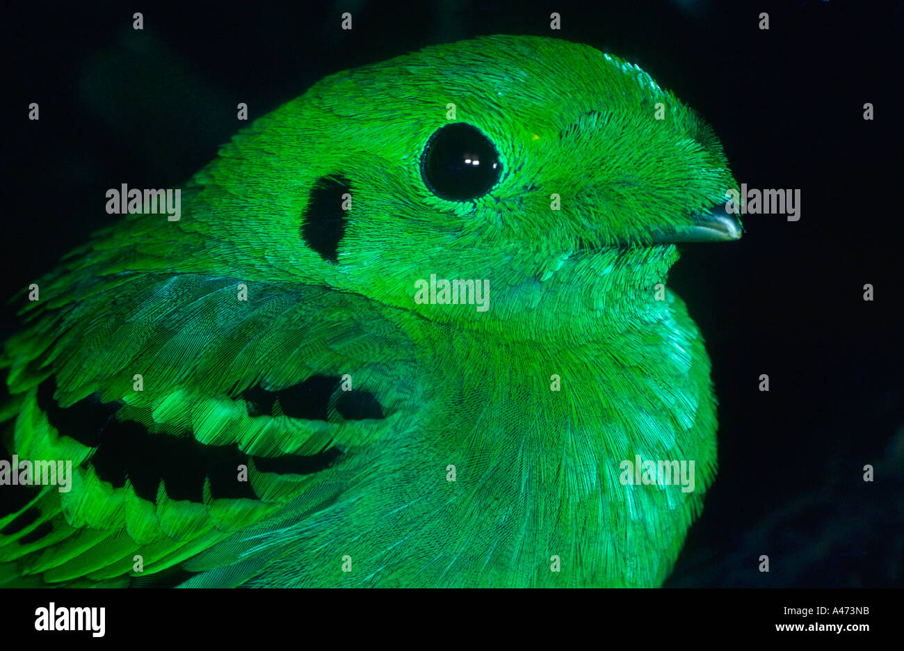 Lesser Green Broadbill Stock Photo - Alamy