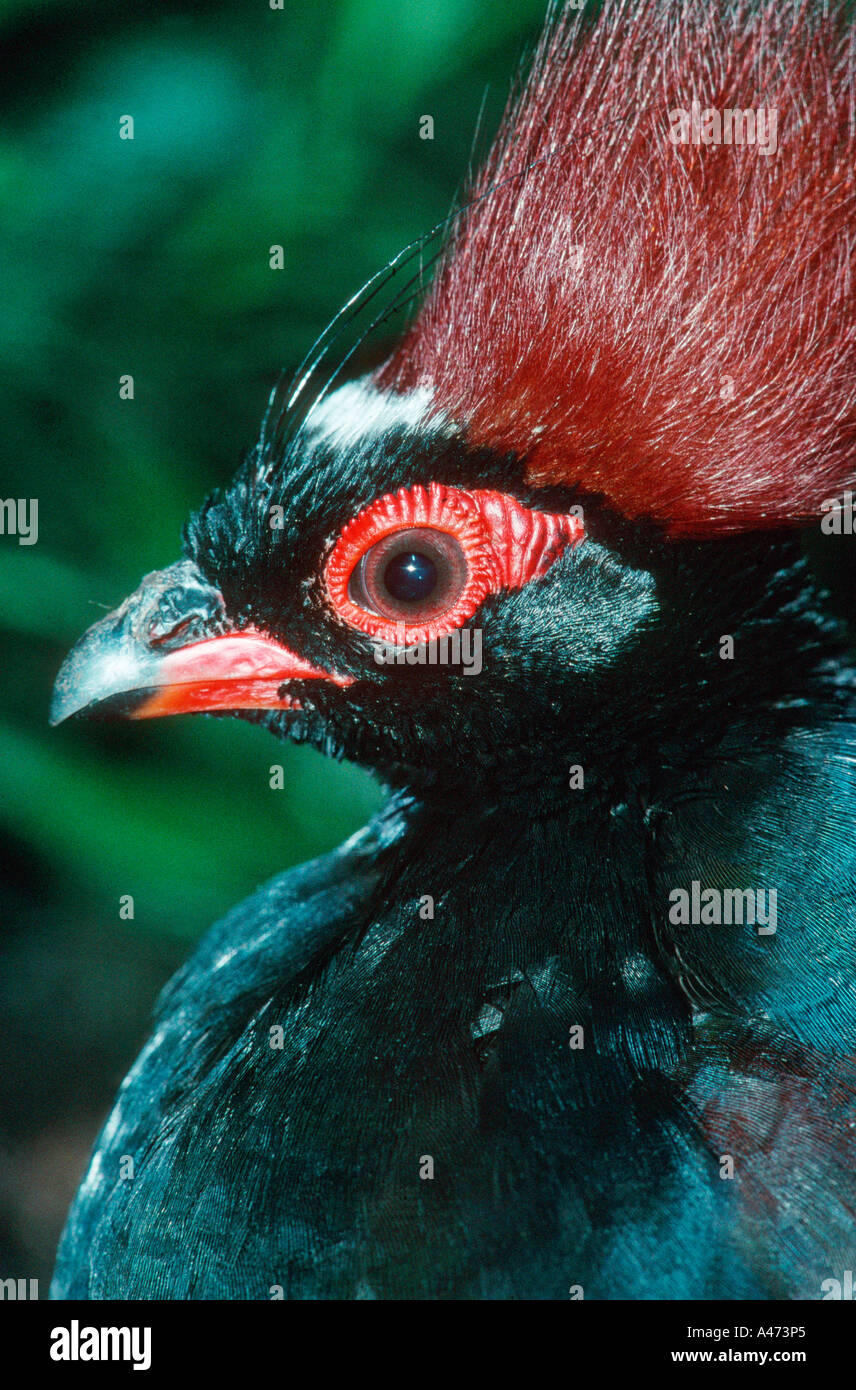 Crested Wood Partridge Stock Photo - Alamy