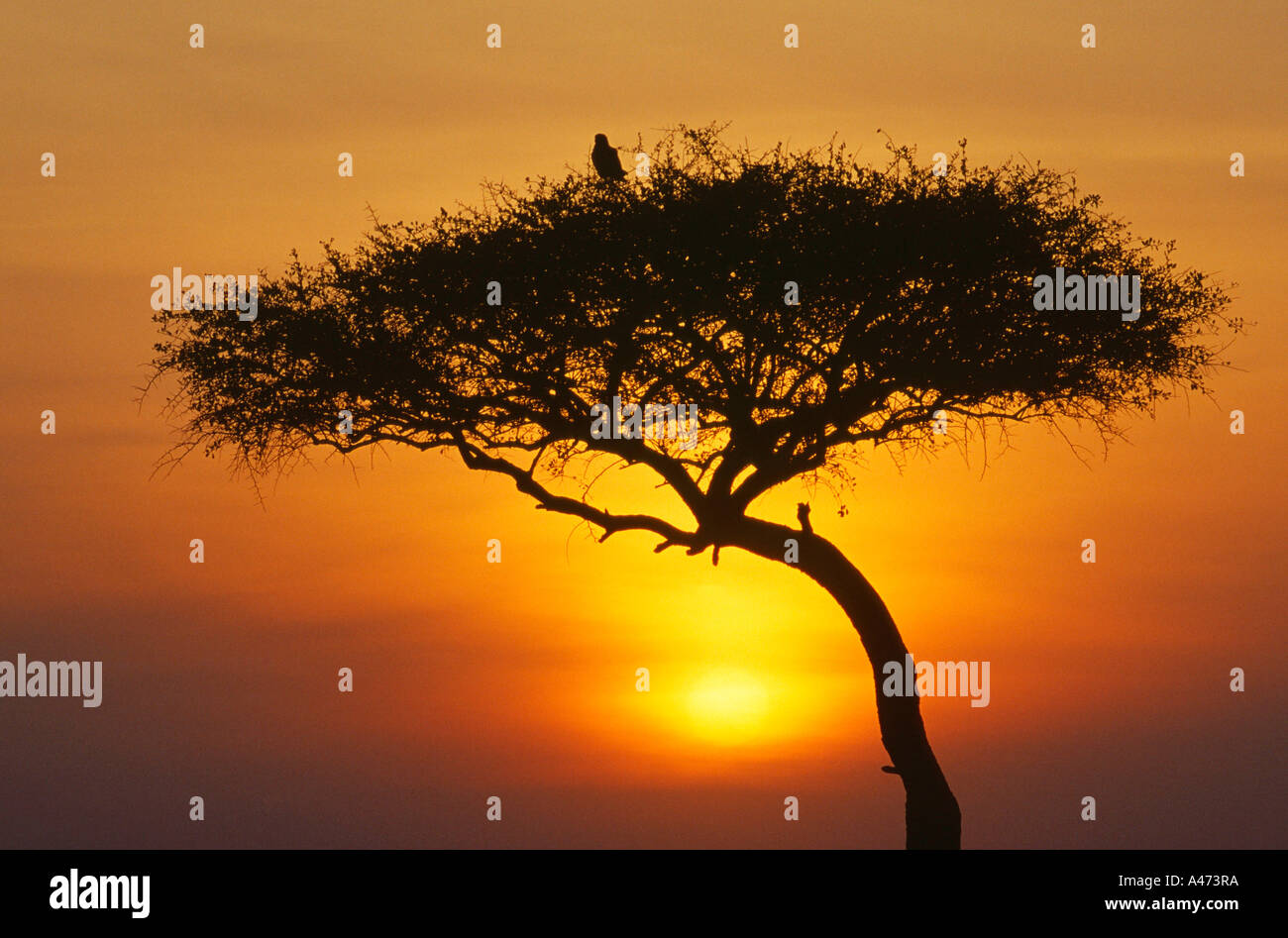 Tree at sunset Stock Photo - Alamy
