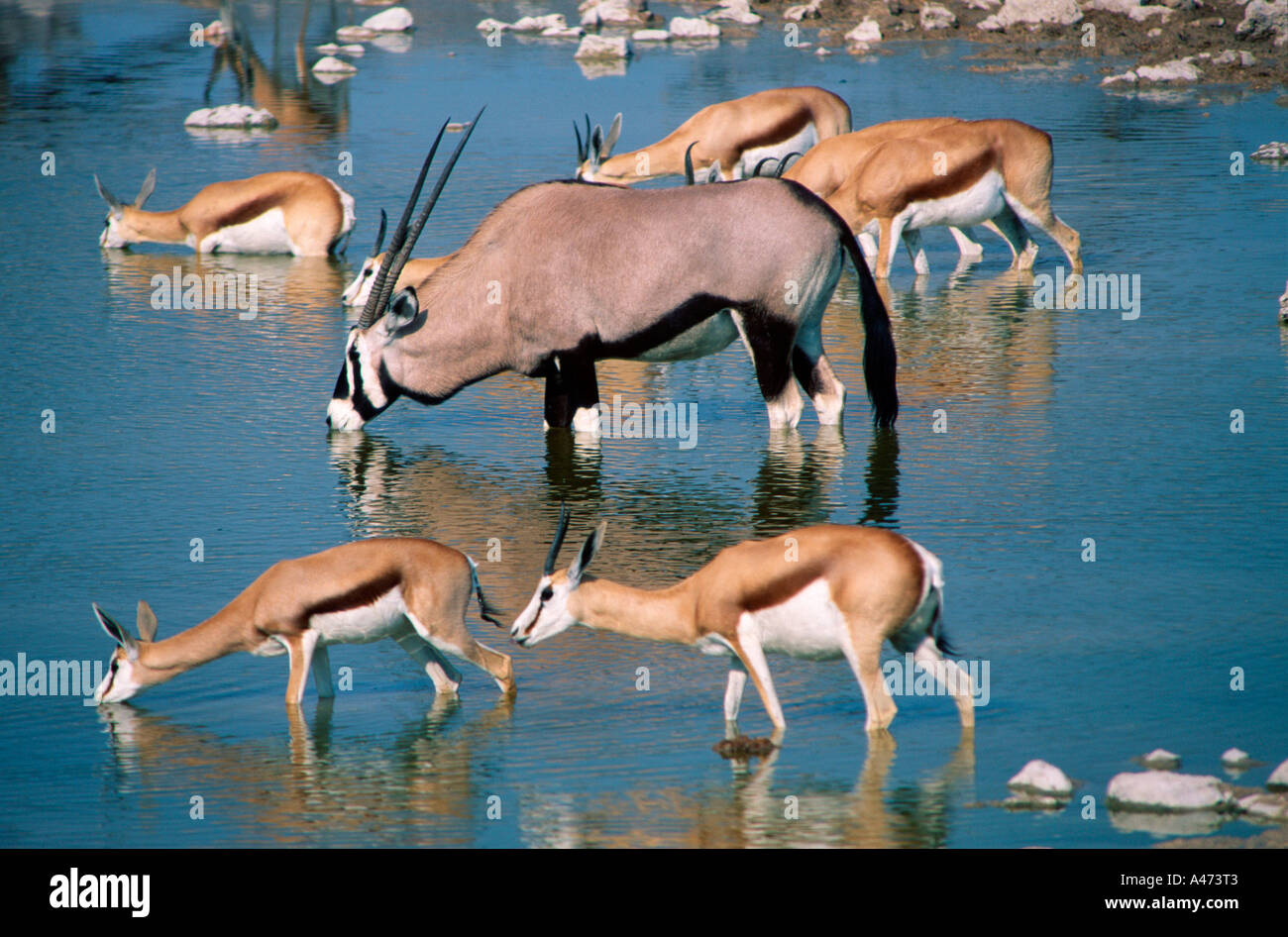 Springbok and Beisa Stock Photo - Alamy