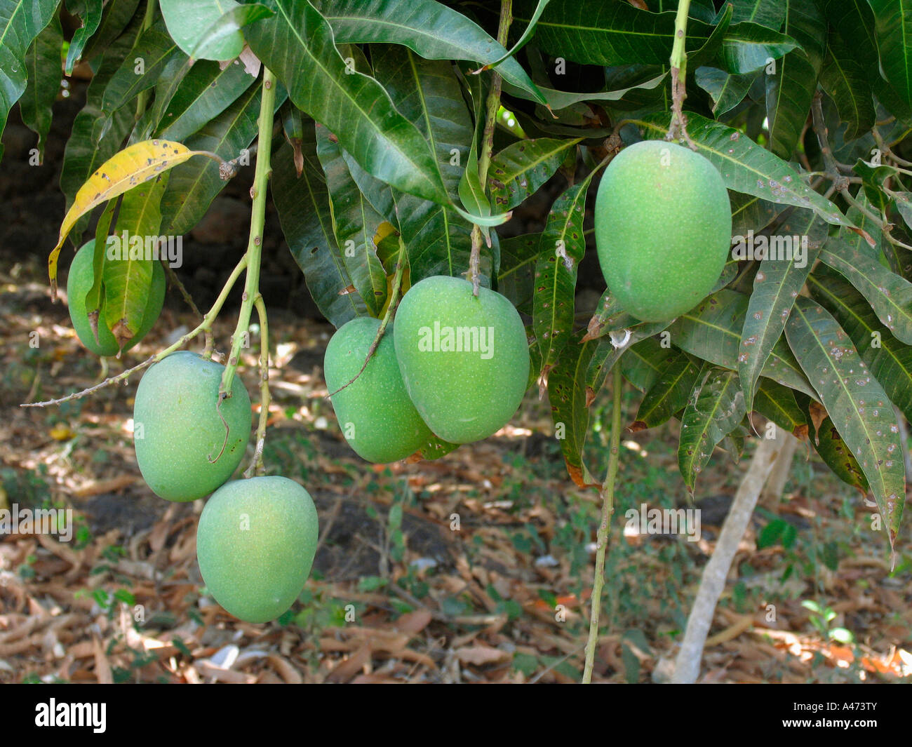 India mango trees hi-res stock photography and images - Alamy