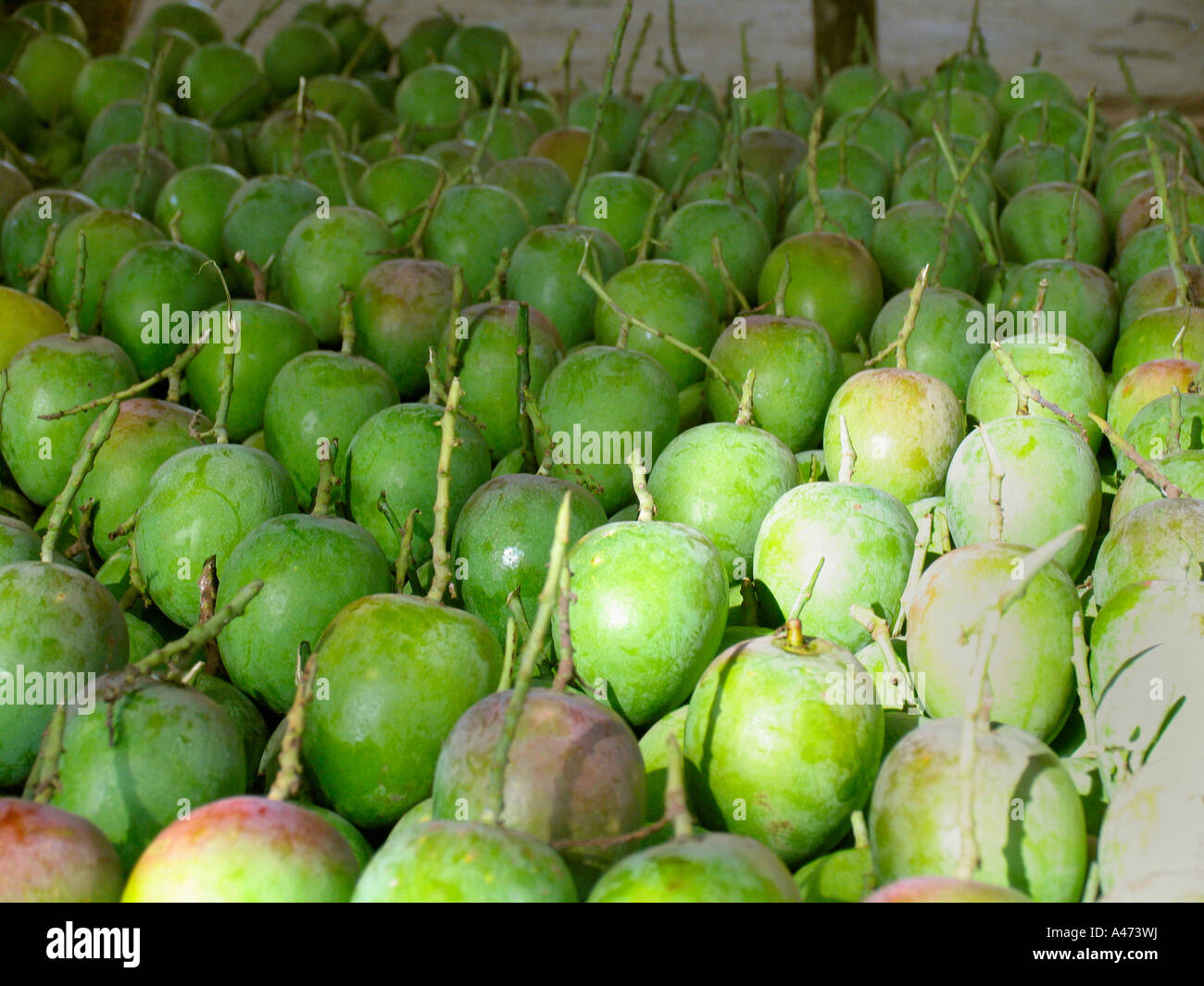 Row mangoes hi-res stock photography and images - Alamy
