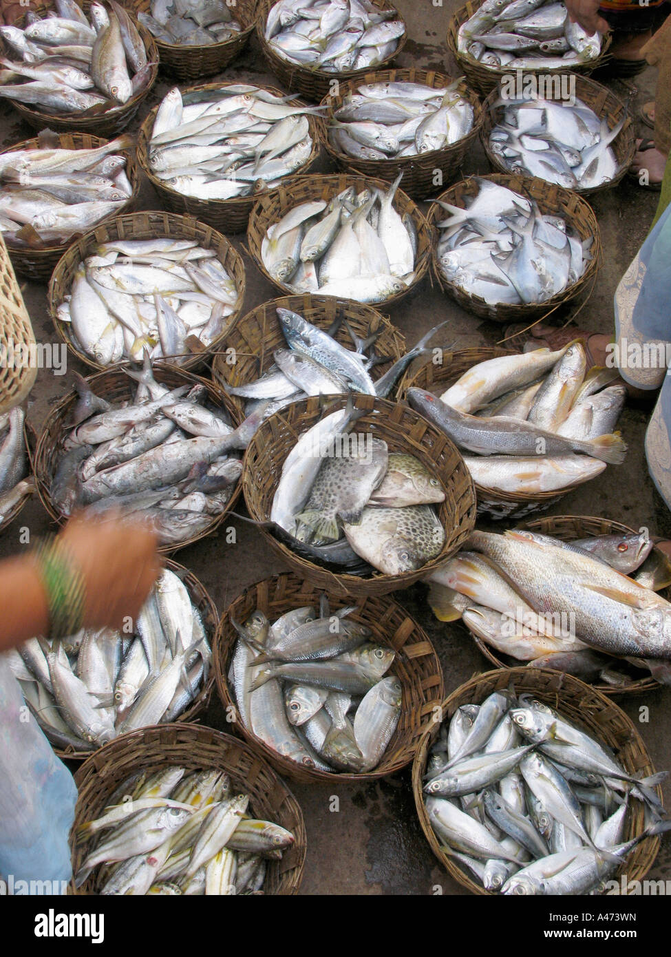 Lots of fishes kept in different baskets for sale Stock Photo - Alamy