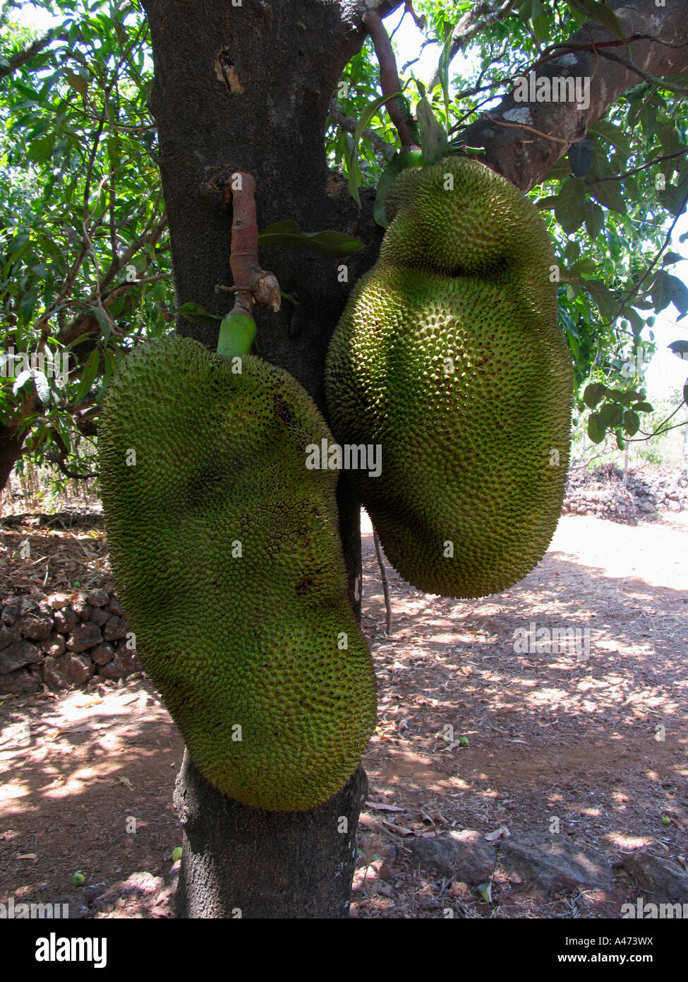 A pair of jackfruit hanging from a tree Stock Photo - Alamy