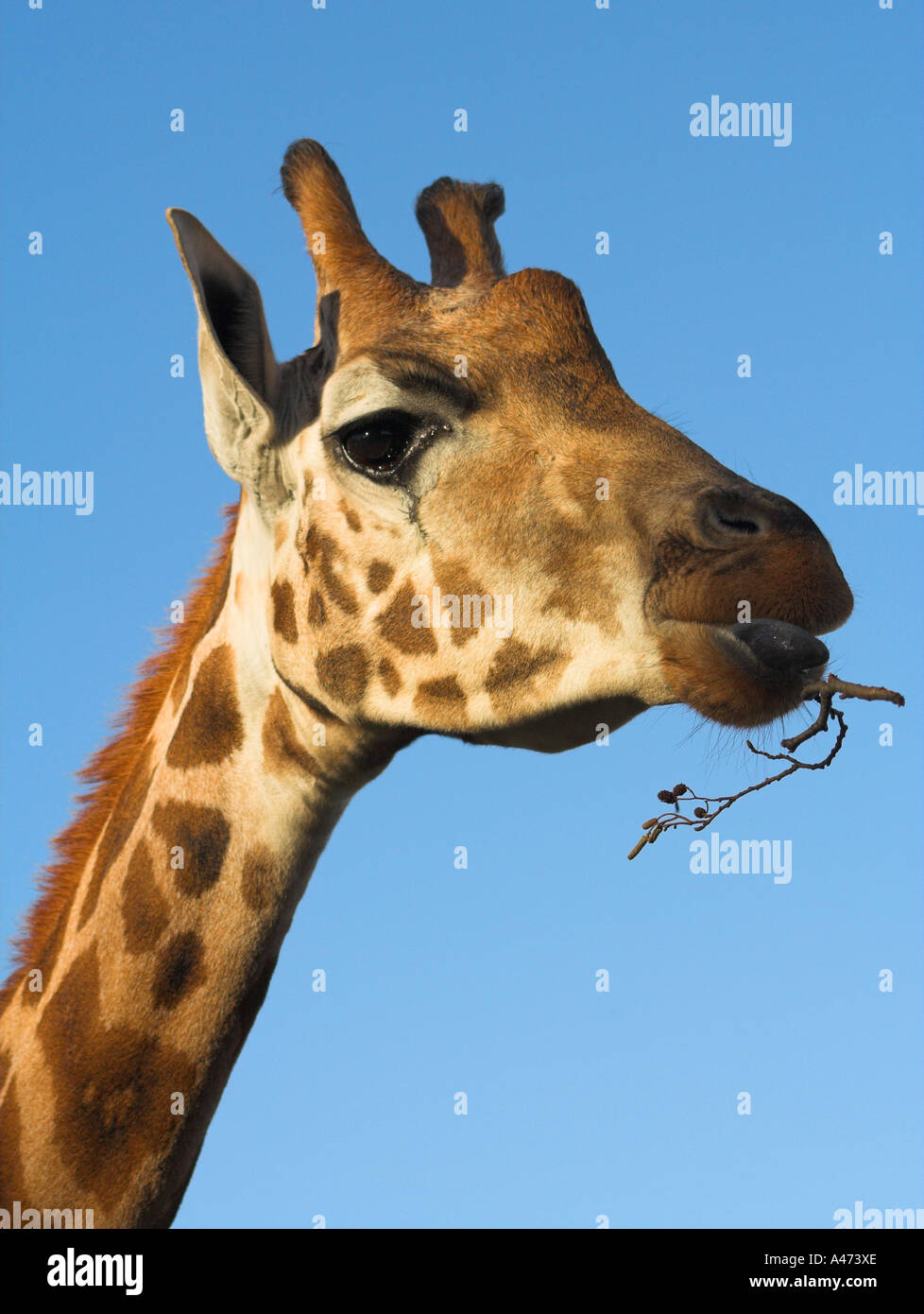 A Giraffe chewing a branch Stock Photo - Alamy
