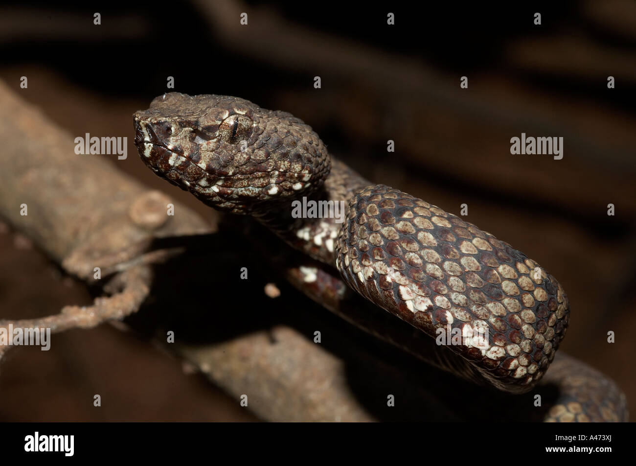 MALABAR PIT VIPER Trimeresums malbaricus Venomous Common. JUVENILE ...