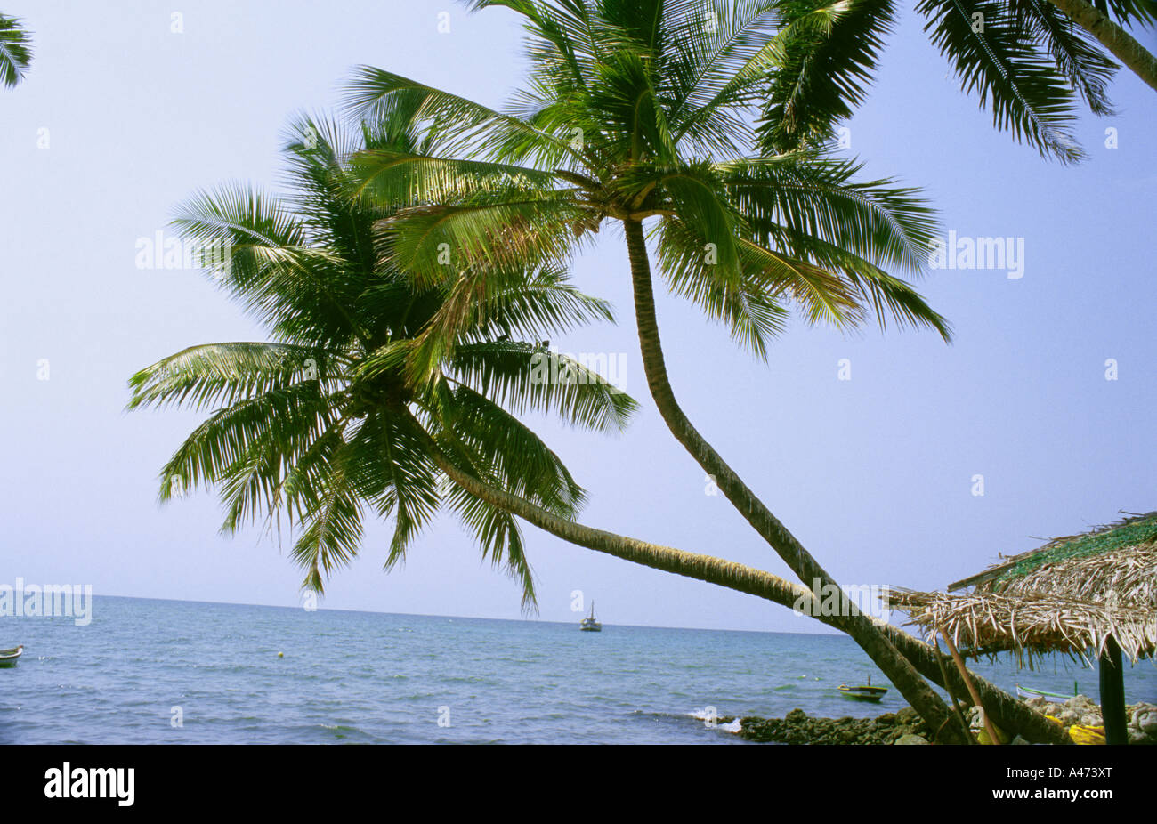 Two Coconut Trees on the beach, Cochin Kerala India Stock Photo - Alamy