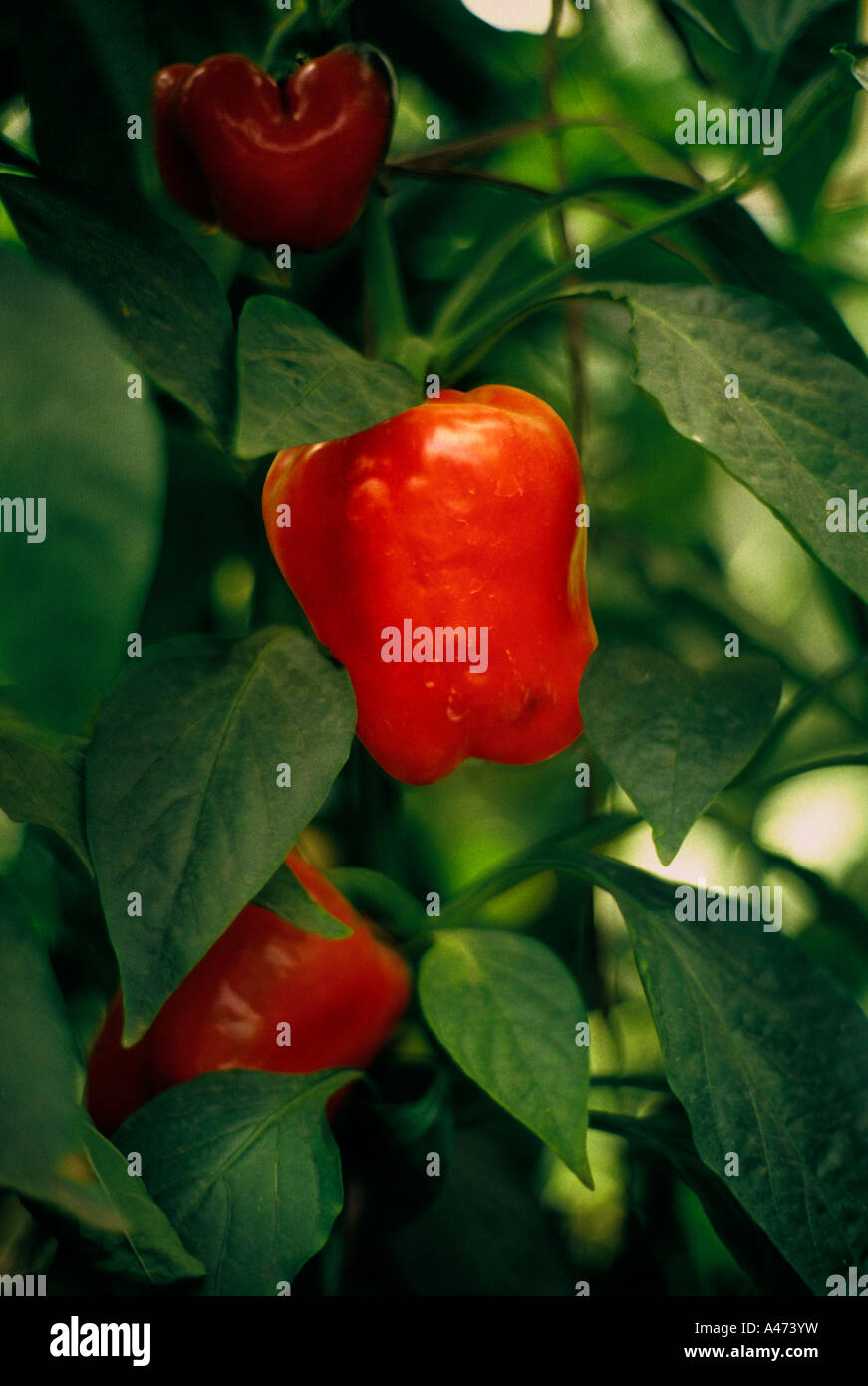 Red capsicum annuum nourishing hi-res stock photography and images - Alamy