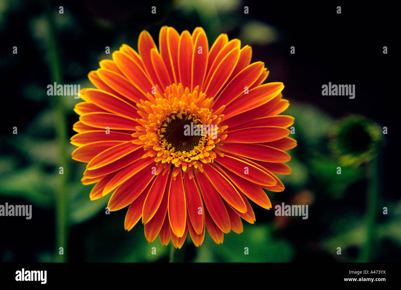 Gerbera - Close-up Stock Photo - Alamy