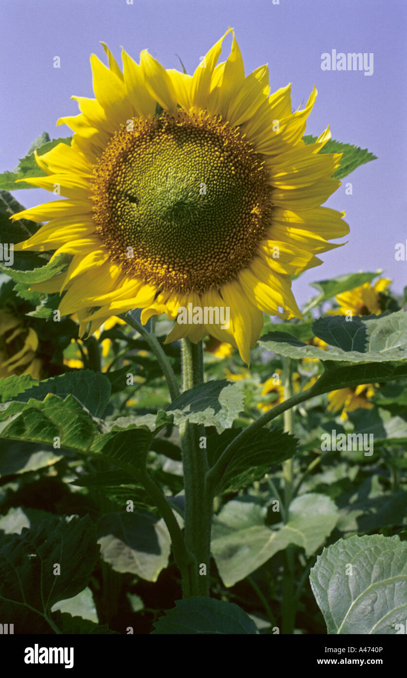 Helianthus or sunflower Stock Photo - Alamy
