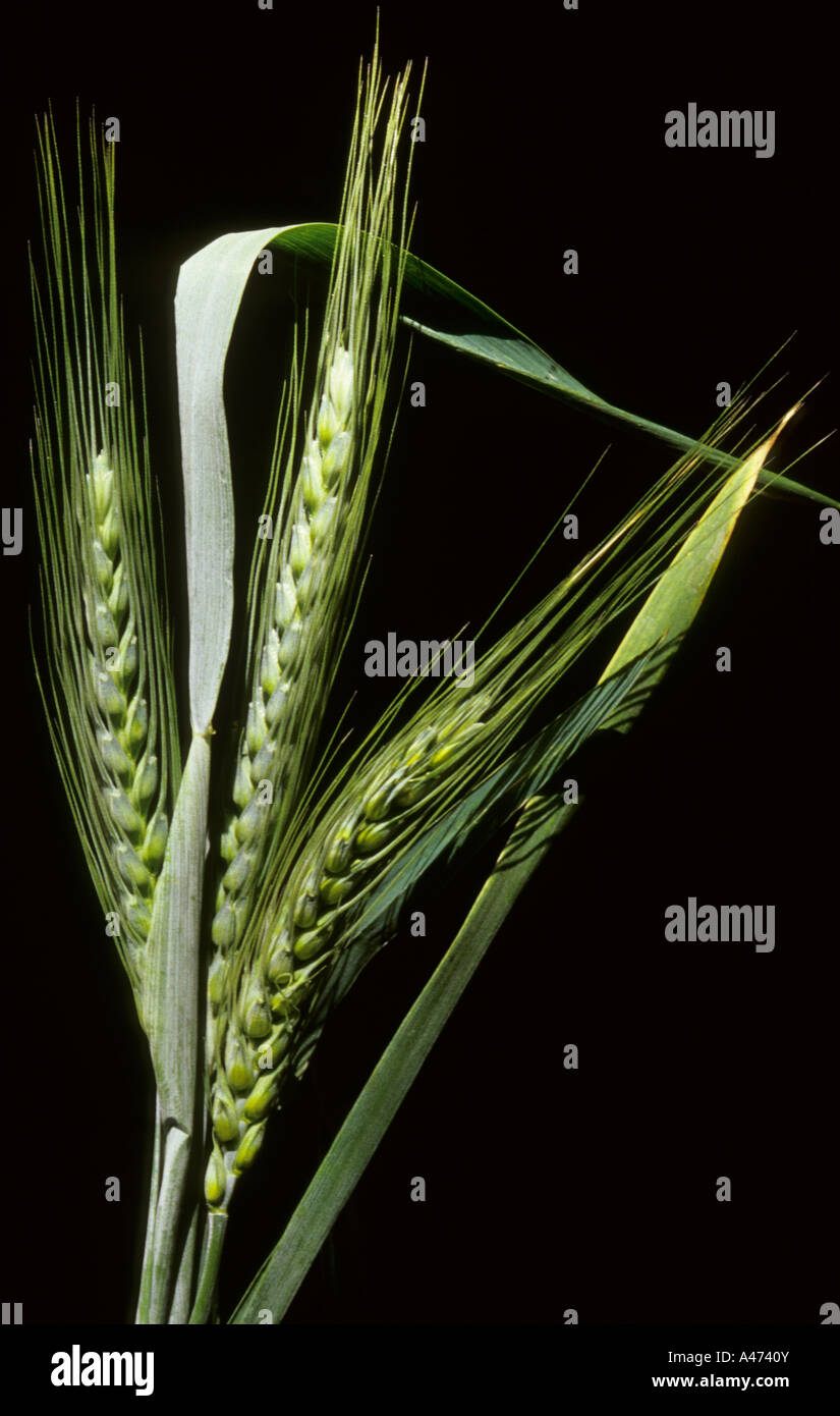 Wheat - Crop close-up Stock Photo - Alamy