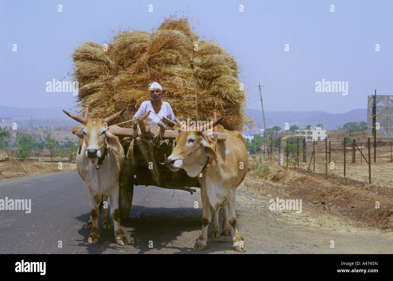 A man riding a bullock cart with piles of husk behind him Stock Photo ...