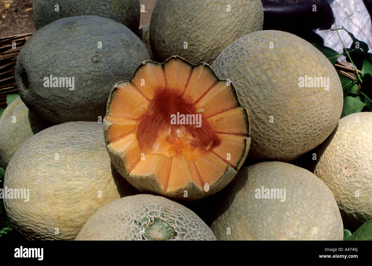 Lots of musk-melons Stock Photo - Alamy