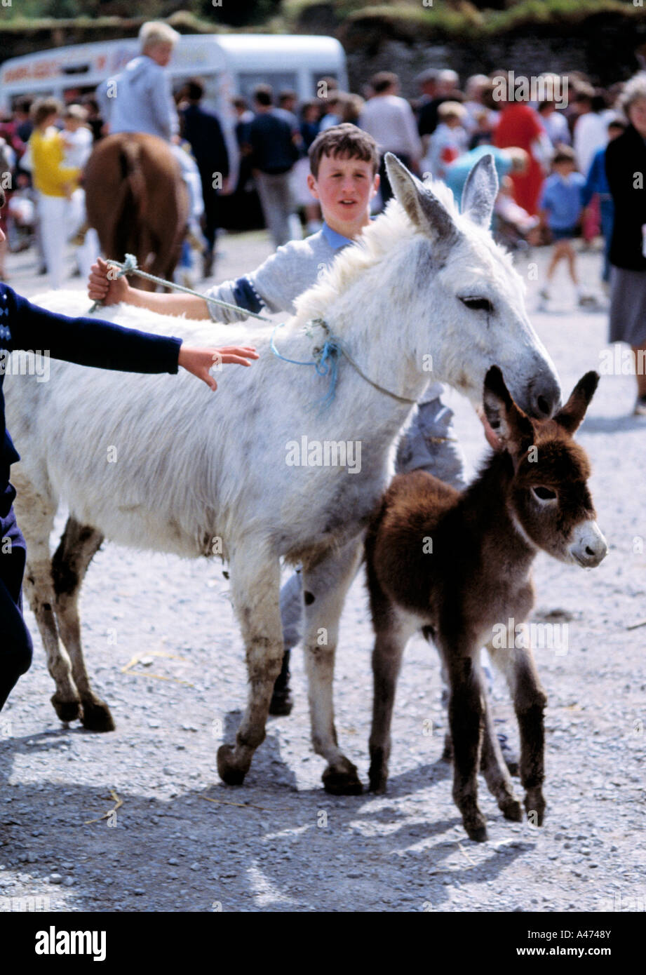 Young donkeys standing in a fair hi-res stock photography and images ...
