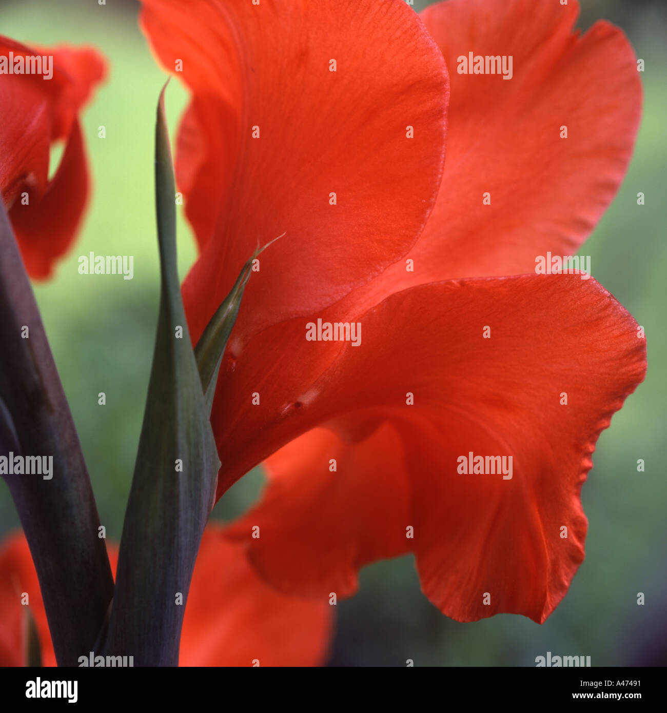 Gladiolus Gladiolus Communis Flower High Resolution Stock Photography ...