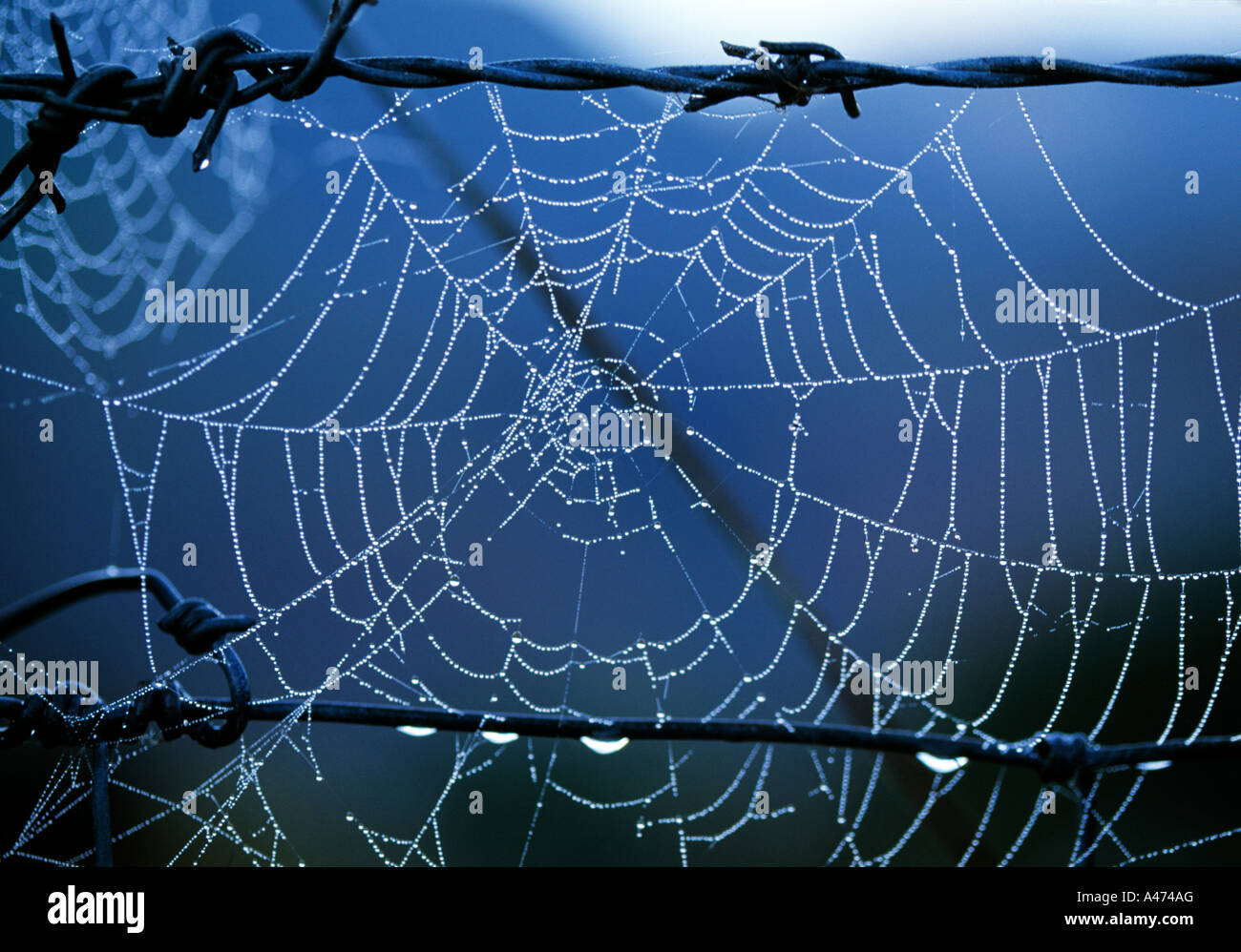 spiders web crossing two rows of barbed wire Stock Photo - Alamy