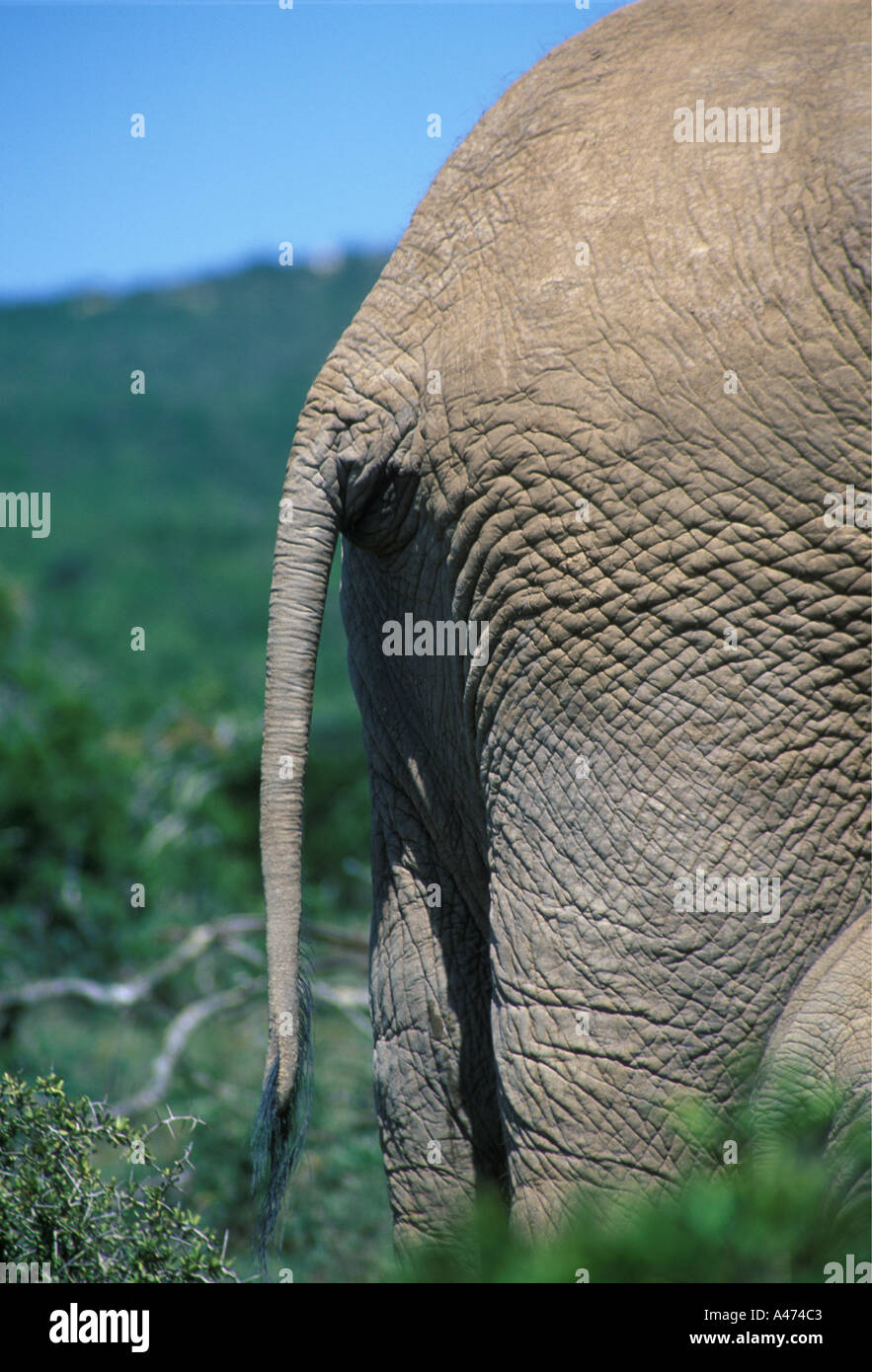 Tail end of an elephant Stock Photo - Alamy