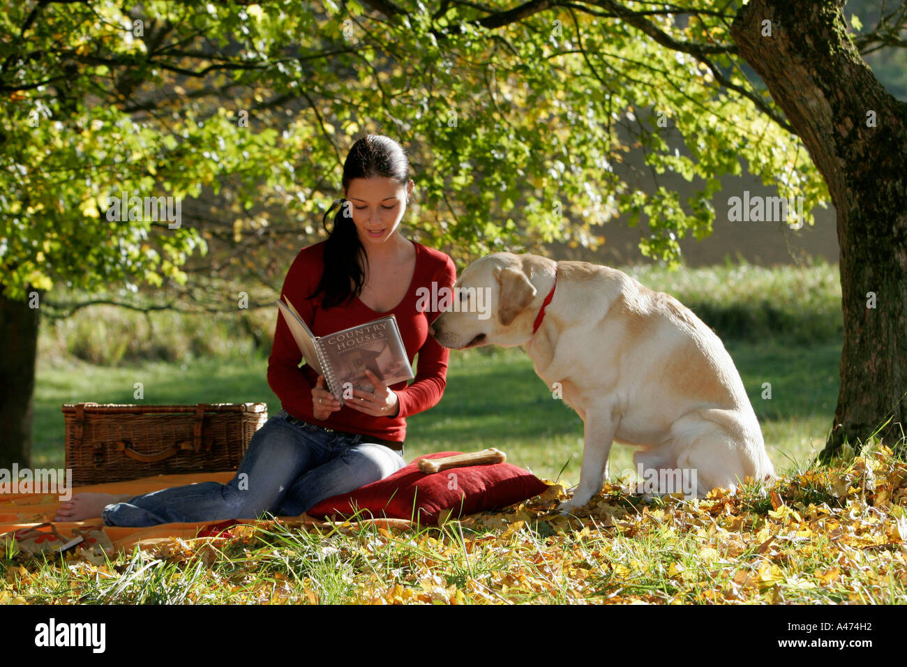 Labrador reading hi-res stock photography and images - Alamy