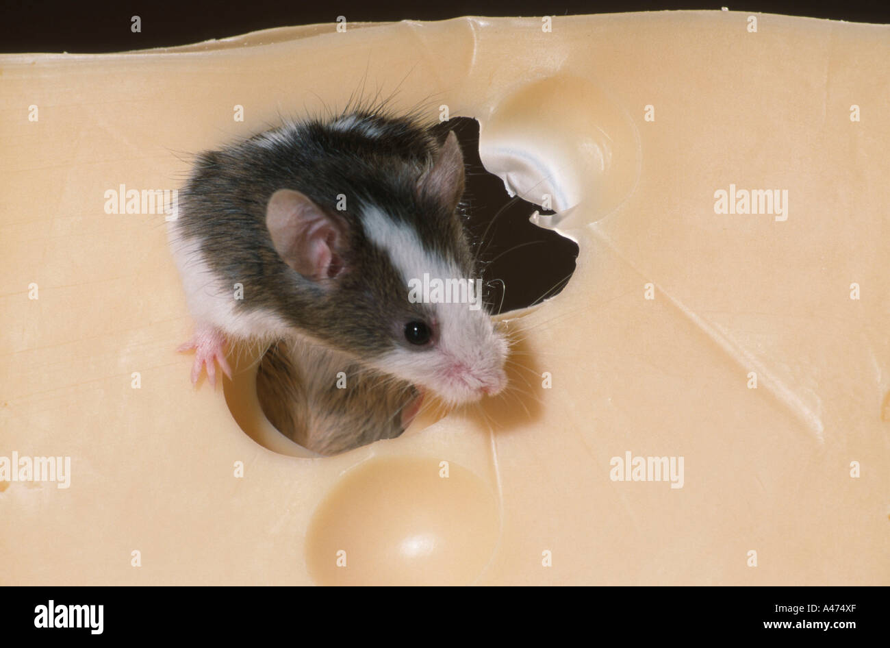House Mouse Hausmaus Farbmaus Stock Photo - Alamy