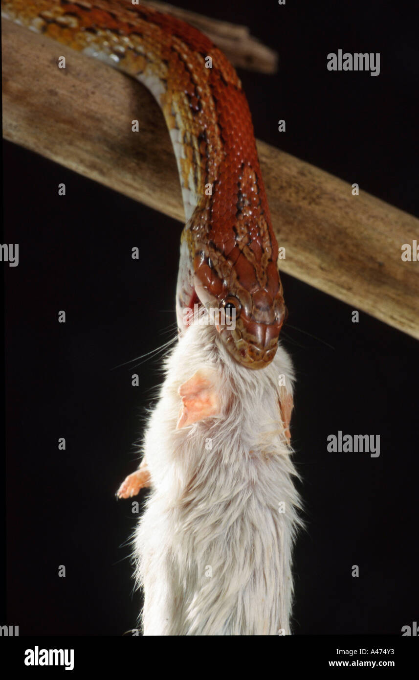 Red Rat Snake Corn Snake Kornnatter Stock Photo - Alamy