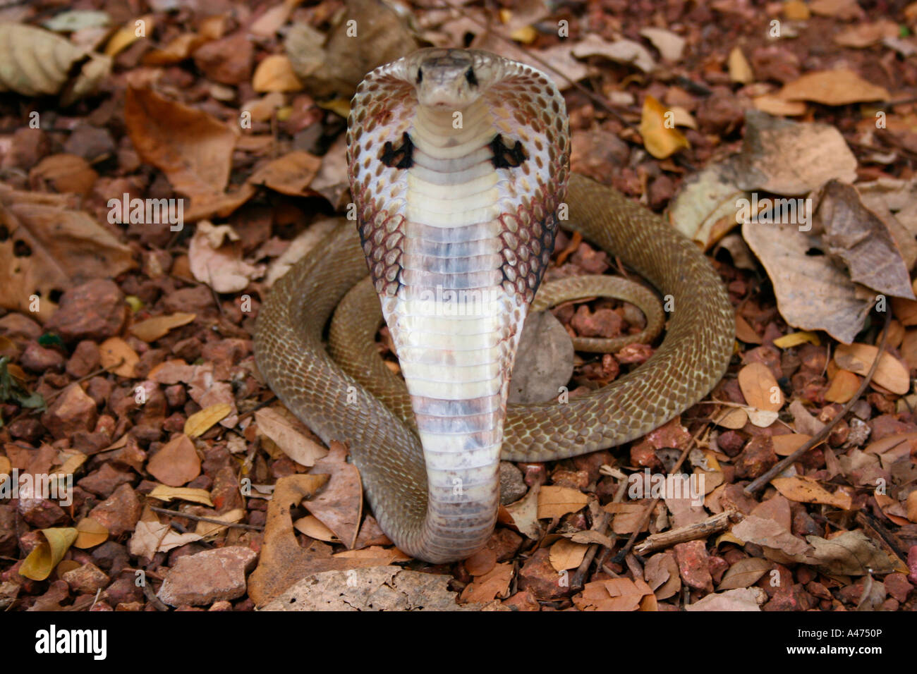 King cobra snake hi-res stock photography and images - Alamy
