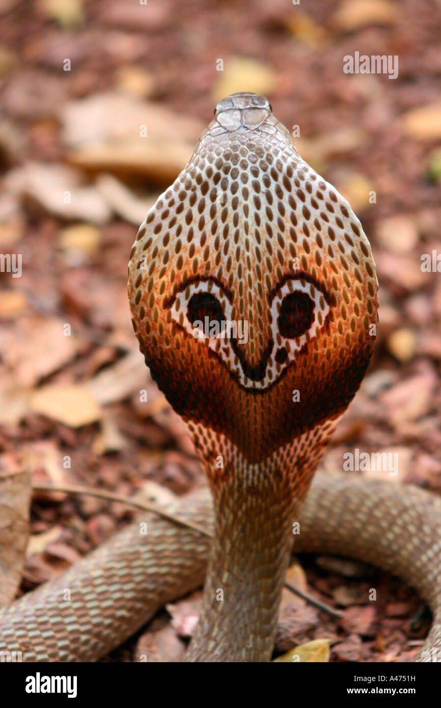 Venomous cobra hi-res stock photography and images - Alamy