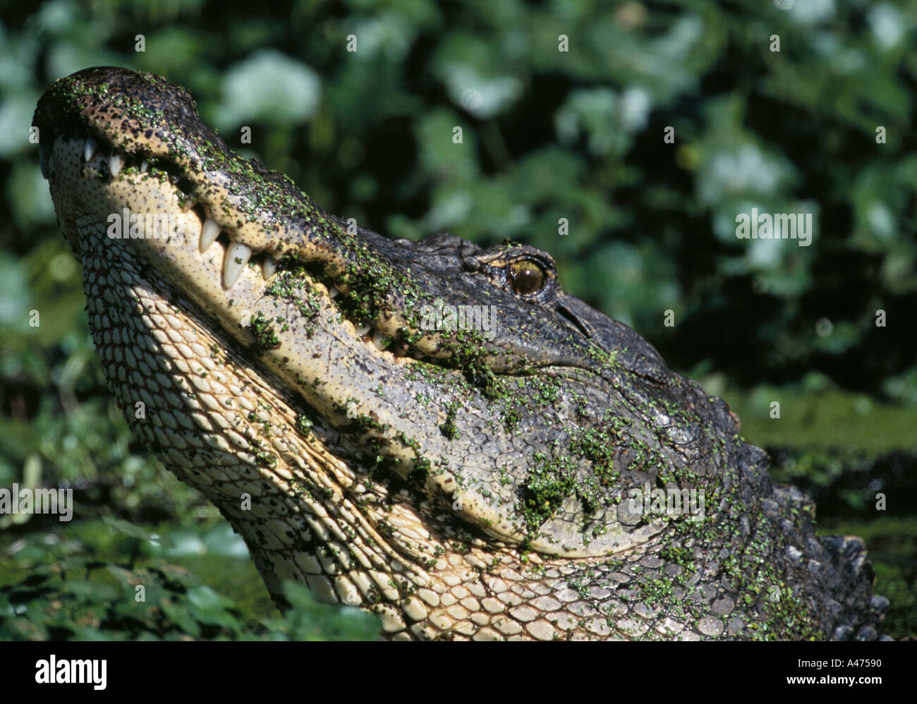 Bellowing Alligator rumbles his mating call in a South Louisiana swamp ...