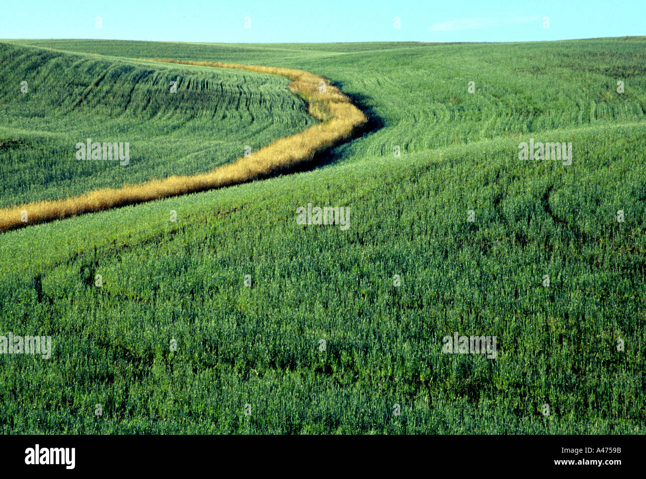 Abstract patterns in nature are apparent in this Montana wheatfield ...