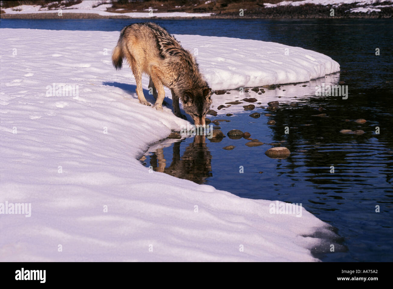 Columbia falls and montana hi-res stock photography and images - Alamy
