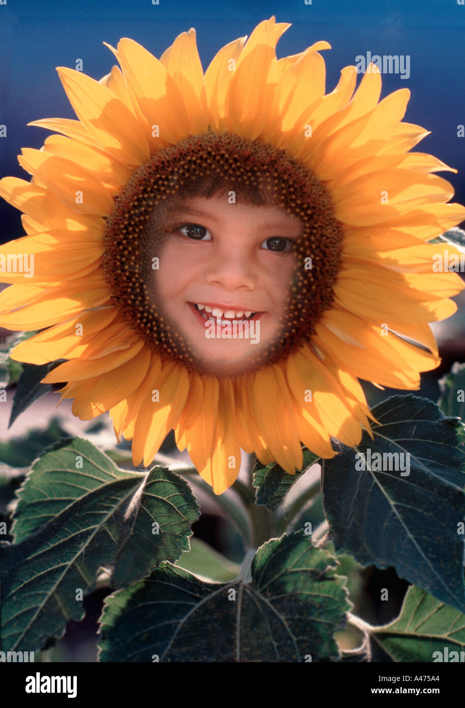 Sunflower with boys face Stock Photo - Alamy