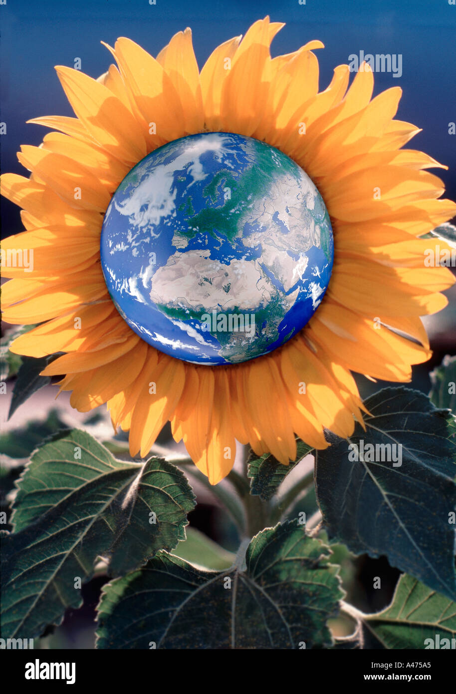 Earth Sunflower High Resolution Stock Photography and Images - Alamy