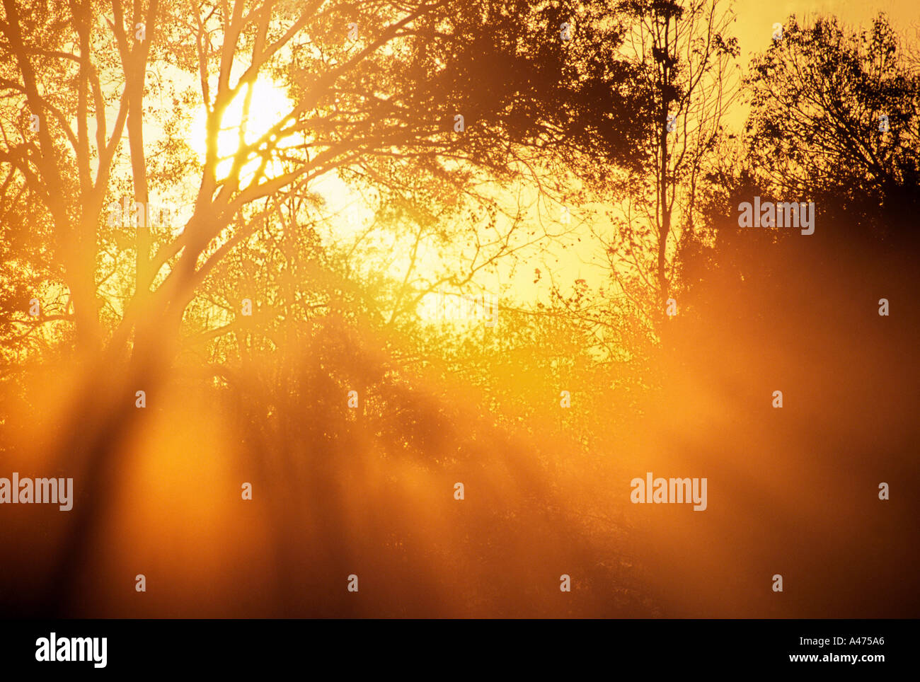 Backlit trees emit rays of hope and joy in South Louisiana Stock Photo ...