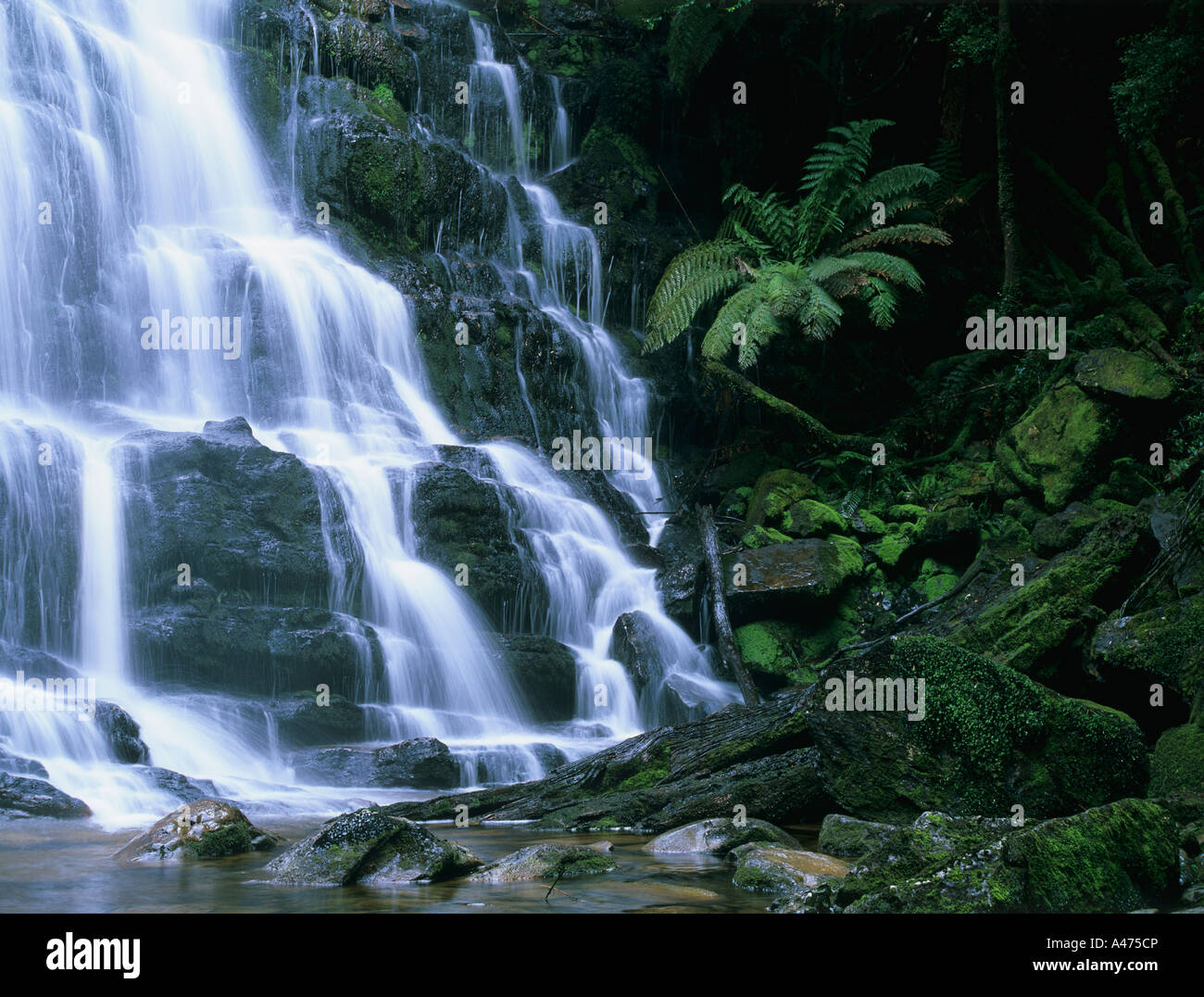 Russell Falls Mount Field National Park Tasmania Australia Stock Photo ...
