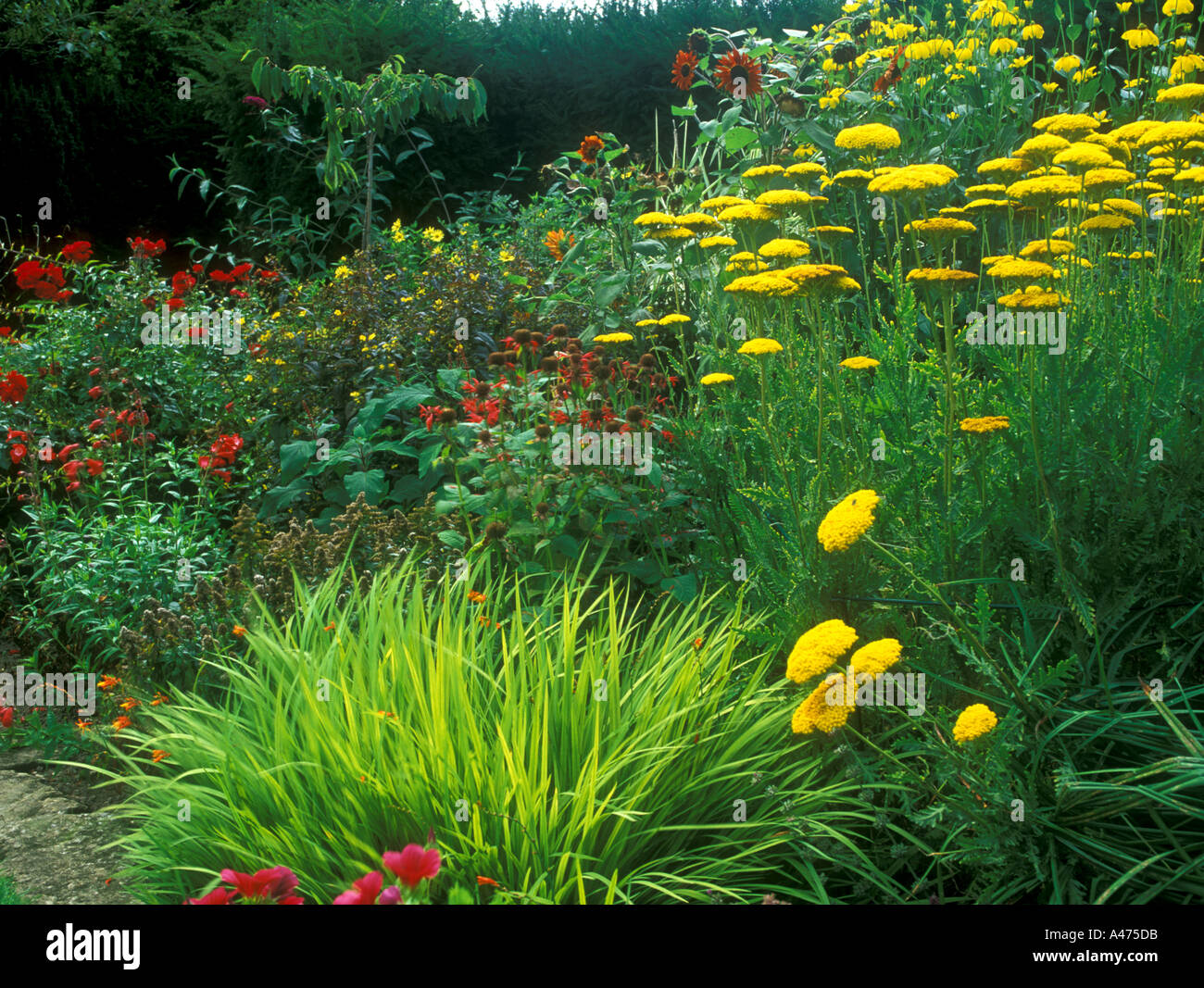 Mixed border Achillea filipendulina Gold plate Yarrow Penstemon Tea ...